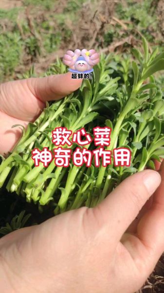 养心菜功效骗局_养心菜真的能降血压吗-第2张图片-山城妙识