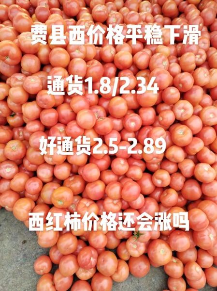 西红柿多少钱一斤_西红柿价格走势-第1张图片-山城妙识