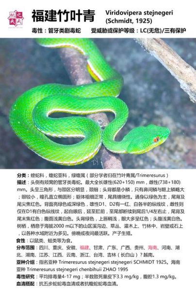 竹叶青蛇是保护动物吗_竹叶青蛇可以私人饲养吗-第1张图片-山城妙识