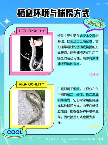 鳗鱼有毒吗_鳗鱼毒素部位-第2张图片-山城妙识