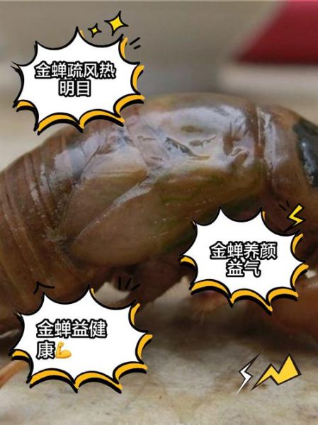 知了猴怎么吃_知了猴有什么功效-第2张图片-山城妙识