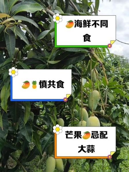 芒果不能和什么一起吃_芒果与哪些食物相克-第2张图片-山城妙识
