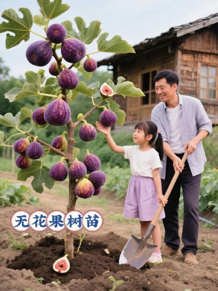 无花果是凶树还是吉树_家里能种吗-第1张图片-山城妙识