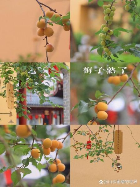梅子黄时日日晴_为什么今年梅雨不下雨-第1张图片-山城妙识
