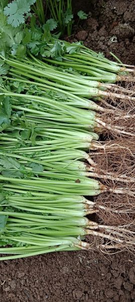 芫荽怎么读_为什么叫芫荽-第3张图片-山城妙识