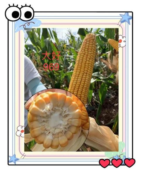 玉米品种哪个好_玉米品种排名第一-第1张图片-山城妙识