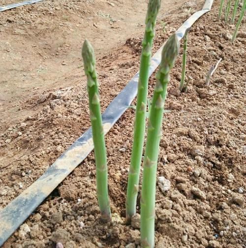 芦笋种植图片_如何种出高产芦笋-第2张图片-山城妙识