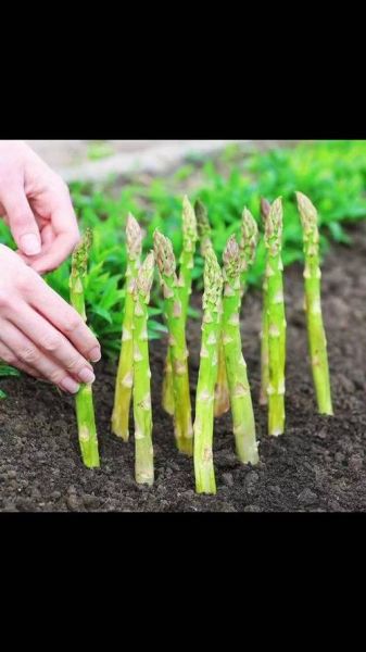 芦笋种植图片_如何种出高产芦笋-第3张图片-山城妙识