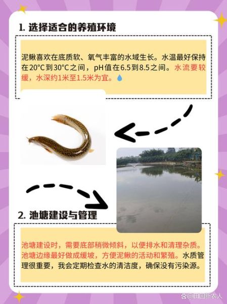 泥鳅养殖一亩利润多少_泥鳅养殖技术难不难-第1张图片-山城妙识