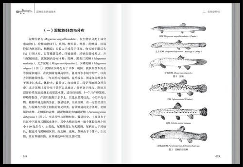 泥鳅养殖一亩利润多少_泥鳅养殖技术难不难-第3张图片-山城妙识
