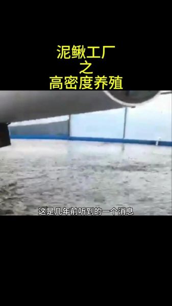 泥鳅养殖一亩利润多少_泥鳅养殖技术难不难-第2张图片-山城妙识