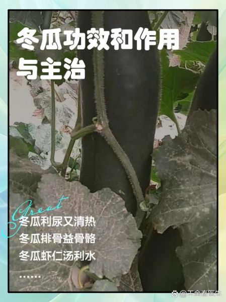 冬瓜的营养价值_冬瓜怎么吃最减肥-第2张图片-山城妙识