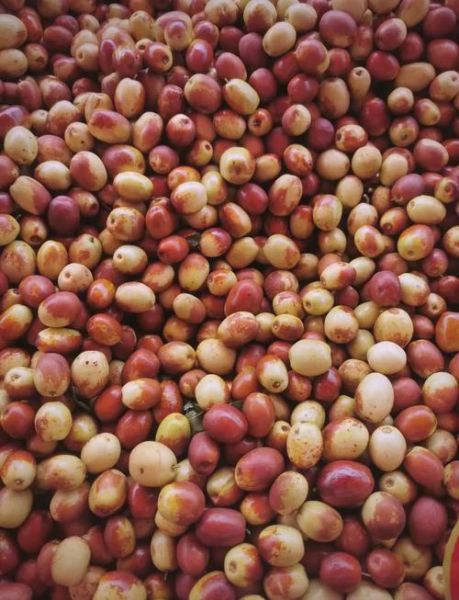 乐陵金丝小枣哪里正宗_如何挑选-第1张图片-山城妙识