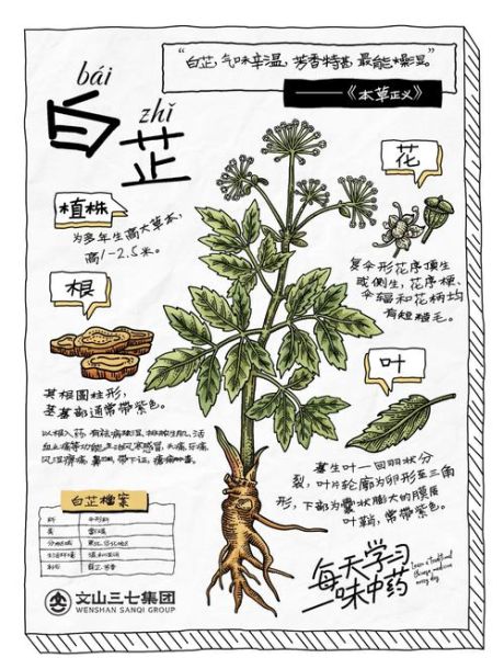 白芷的功效与作用_白芷主治哪些疾病-第2张图片-山城妙识