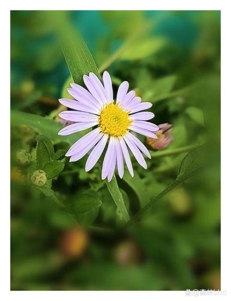 马兰头图片大全大图_马兰头长什么样-第3张图片-山城妙识