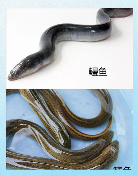 河鳗和海鳗的区别_哪个更贵更好吃-第3张图片-山城妙识