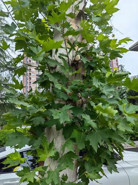 梧桐树叶发黄怎么办_梧桐树叶变红的原因-第2张图片-山城妙识