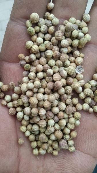 香菜种子有什么功效_香菜种子怎么吃-第2张图片-山城妙识