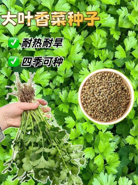 香菜种子有什么功效_香菜种子怎么吃-第3张图片-山城妙识