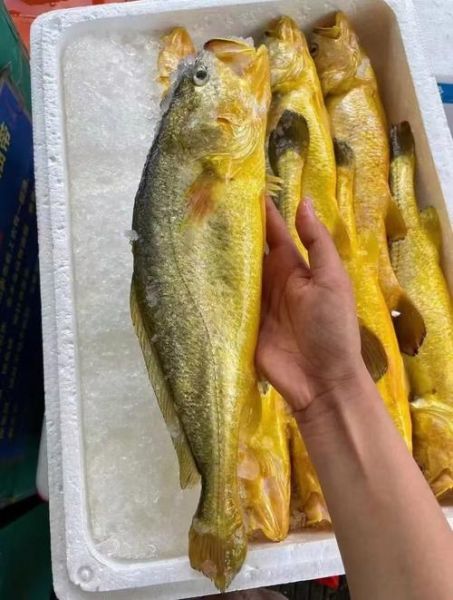 小黄鱼多少钱一斤2020_2020年小黄鱼价格走势-第1张图片-山城妙识 小黄鱼多少钱一斤2020_2020年小黄鱼价格走势-第1张图片-山城妙识