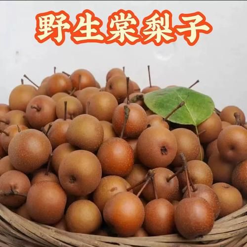 小糖梨的功效与作用_小糖梨适合什么人吃-第1张图片-山城妙识 小糖梨的功效与作用_小糖梨适合什么人吃-第1张图片-山城妙识