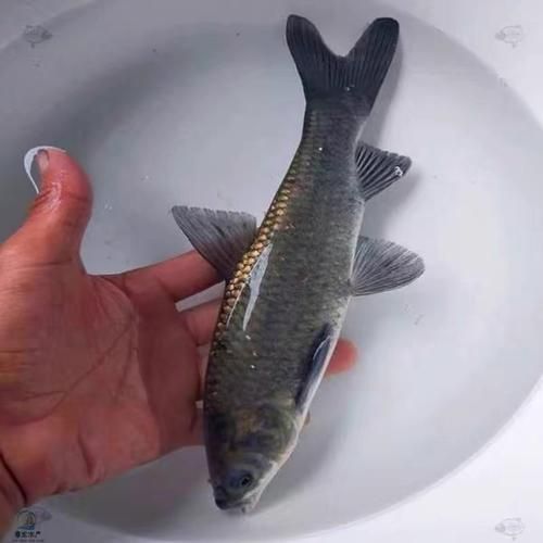 螺蛳青鱼苗吃什么_螺蛳青鱼苗饲料选择-第3张图片-山城妙识 螺蛳青鱼苗吃什么_螺蛳青鱼苗饲料选择-第3张图片-山城妙识