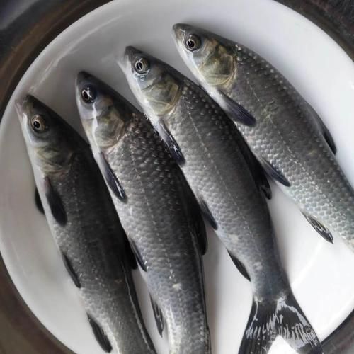 螺蛳青鱼苗吃什么_螺蛳青鱼苗饲料选择-第2张图片-山城妙识 螺蛳青鱼苗吃什么_螺蛳青鱼苗饲料选择-第2张图片-山城妙识