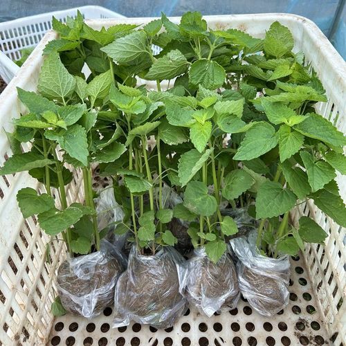 五香叶与藿香叶的区别_哪个更适合炖肉-第3张图片-山城妙识