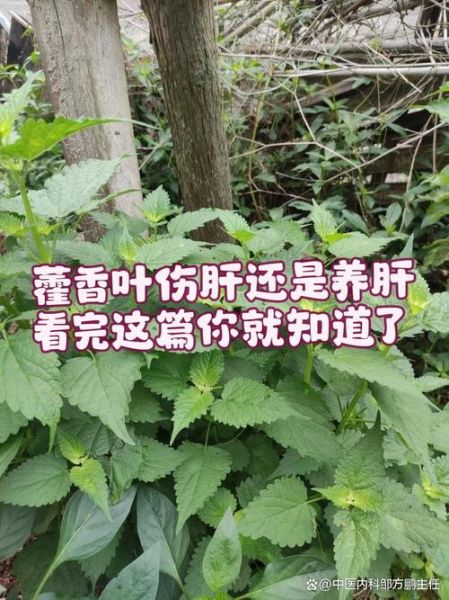 五香叶与藿香叶的区别_哪个更适合炖肉-第1张图片-山城妙识