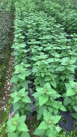 五香叶与藿香叶的区别_哪个更适合炖肉-第2张图片-山城妙识