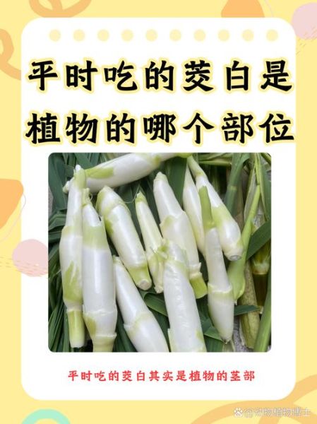 茭白是什么植物_茭白是笋吗-第1张图片-山城妙识