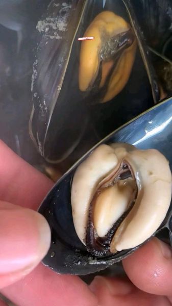 野生海虹怎么清洗_野生海虹多少钱一斤-第2张图片-山城妙识