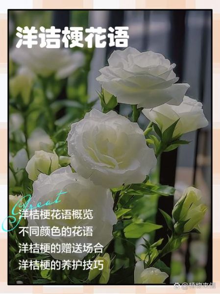 洋桔梗花语是什么_洋桔梗适合送什么人-第1张图片-山城妙识