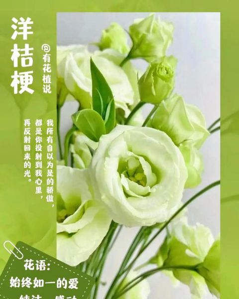 洋桔梗花语是什么_洋桔梗适合送什么人-第3张图片-山城妙识