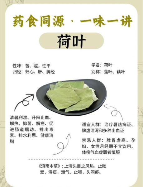 荷叶的功效与作用及用量_荷叶减肥一天喝多少克-第1张图片-山城妙识 荷叶的功效与作用及用量_荷叶减肥一天喝多少克-第1张图片-山城妙识