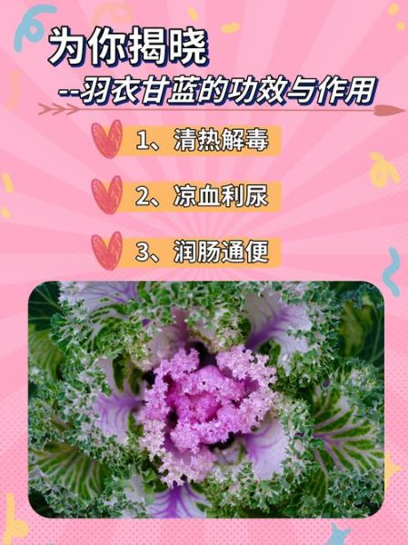 羽衣甘蓝的功效与作用_羽衣甘蓝怎么吃最好-第3张图片-山城妙识