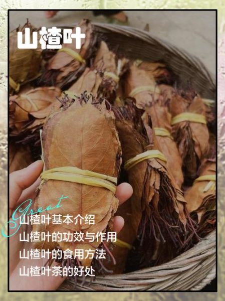 山楂叶的功效与作用_山楂叶能降血压吗-第1张图片-山城妙识