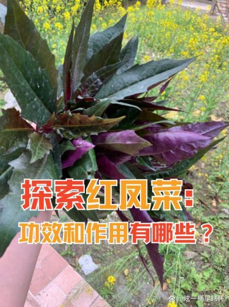 红凤菜图片的功效与作用_红凤菜怎么吃最好-第3张图片-山城妙识