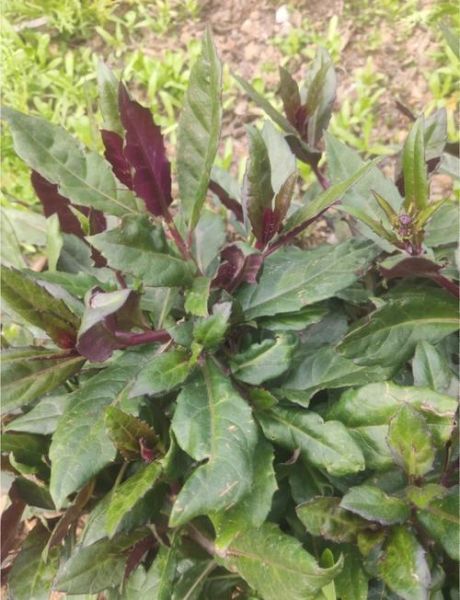 红凤菜图片的功效与作用_红凤菜怎么吃最好-第1张图片-山城妙识