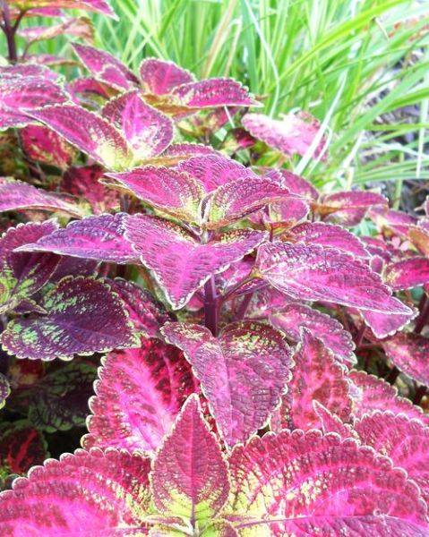 红凤菜图片的功效与作用_红凤菜怎么吃最好-第2张图片-山城妙识