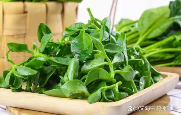 夏季吃什么菜好提高抵抗力_夏季增强免疫力的蔬菜推荐-第2张图片-山城妙识