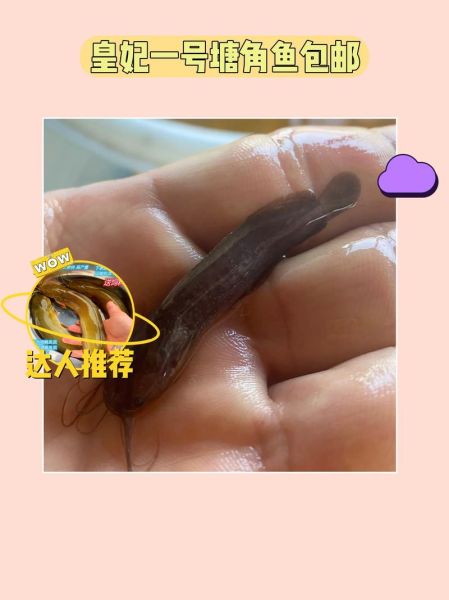 塘角鱼怎么养_塘角鱼吃什么-第3张图片-山城妙识