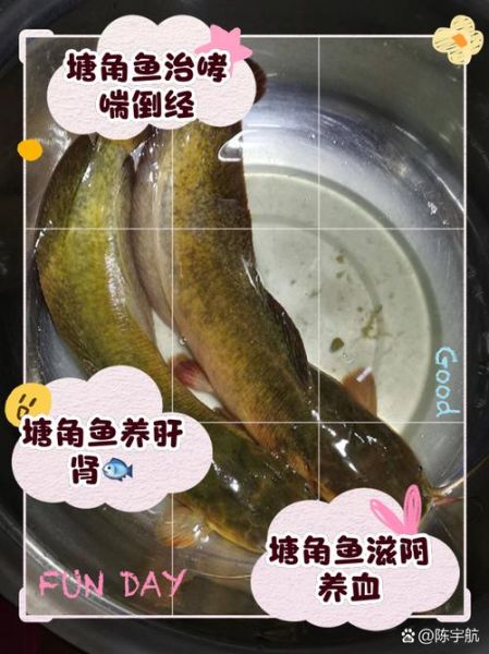 塘角鱼怎么养_塘角鱼吃什么-第1张图片-山城妙识