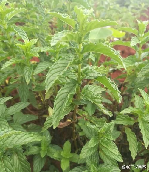 哪种薄荷最适合做菜_留兰香和胡椒薄荷区别-第2张图片-山城妙识