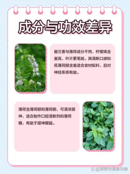 哪种薄荷最适合做菜_留兰香和胡椒薄荷区别-第1张图片-山城妙识