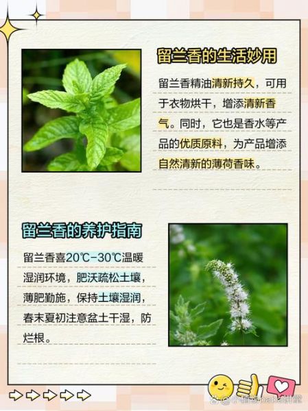 哪种薄荷最适合做菜_留兰香和胡椒薄荷区别-第3张图片-山城妙识