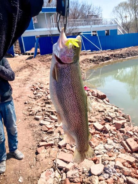 虹鳟鱼多少钱一斤2020年_虹鳟鱼价格走势-第1张图片-山城妙识