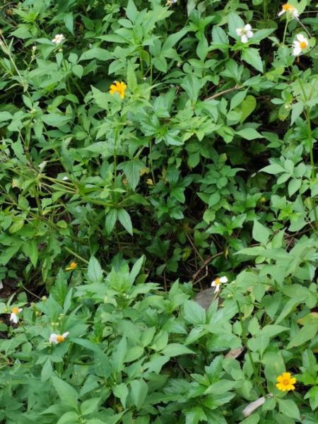 鬼针草降血压怎么用_鬼针草治高血压一天吃几次-第2张图片-山城妙识