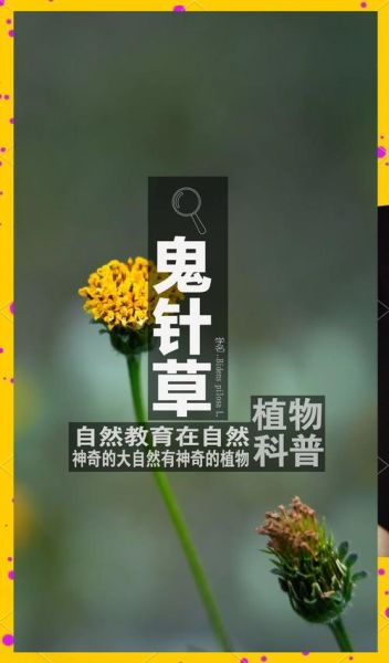 鬼针草降血压怎么用_鬼针草治高血压一天吃几次-第3张图片-山城妙识