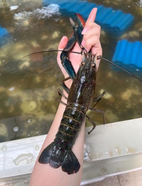 澳洲淡水蓝龙虾怎么做_澳洲蓝龙虾清蒸还是水煮-第1张图片-山城妙识